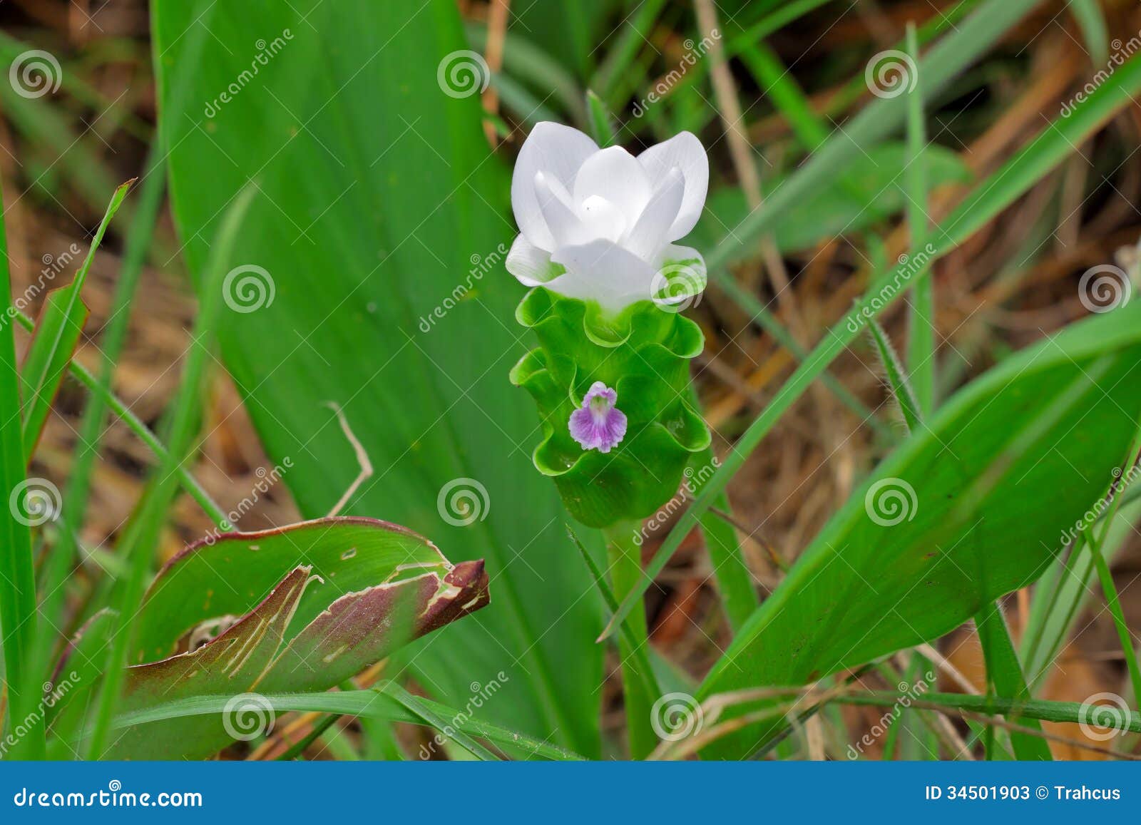 Tulipe blanche du Siam image stock. Image du végétation - 34501903