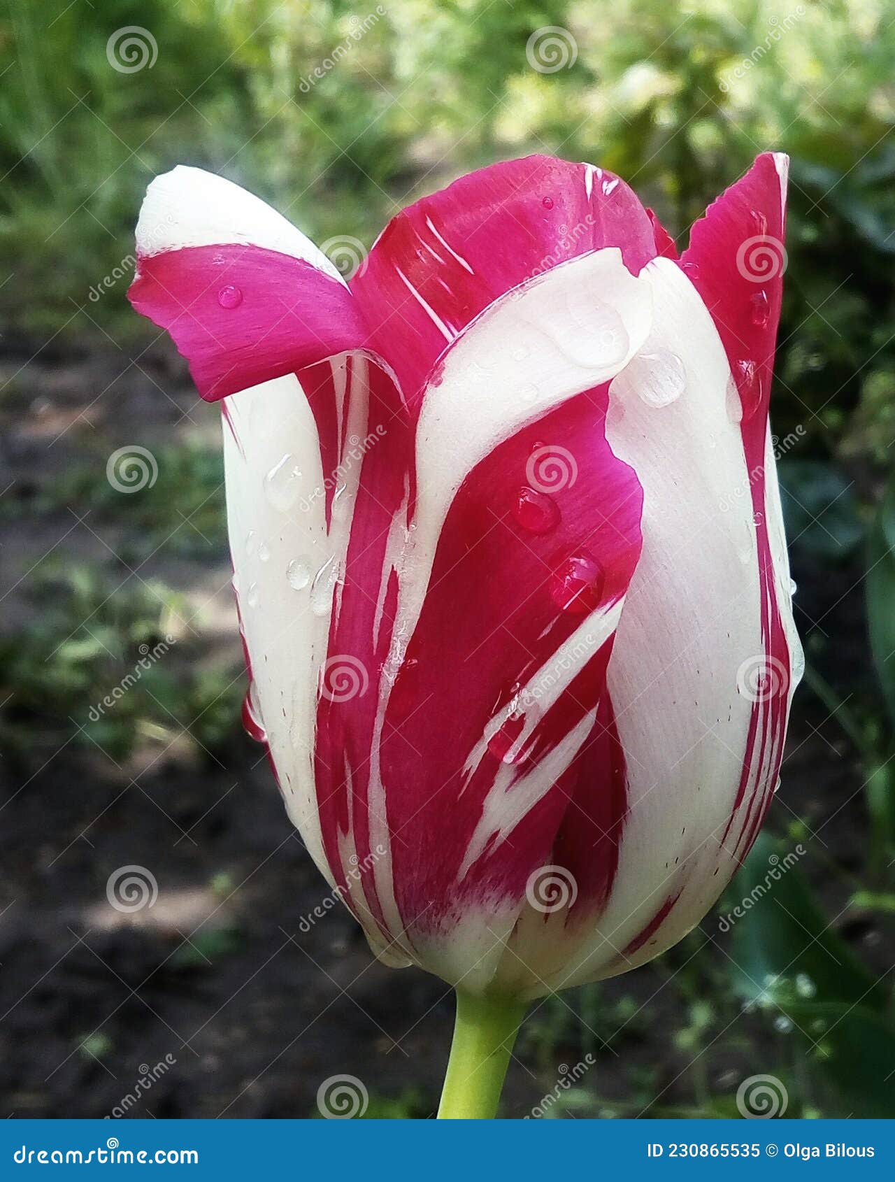 Tulipe blanche rose image stock. Image du photographe - 230865535