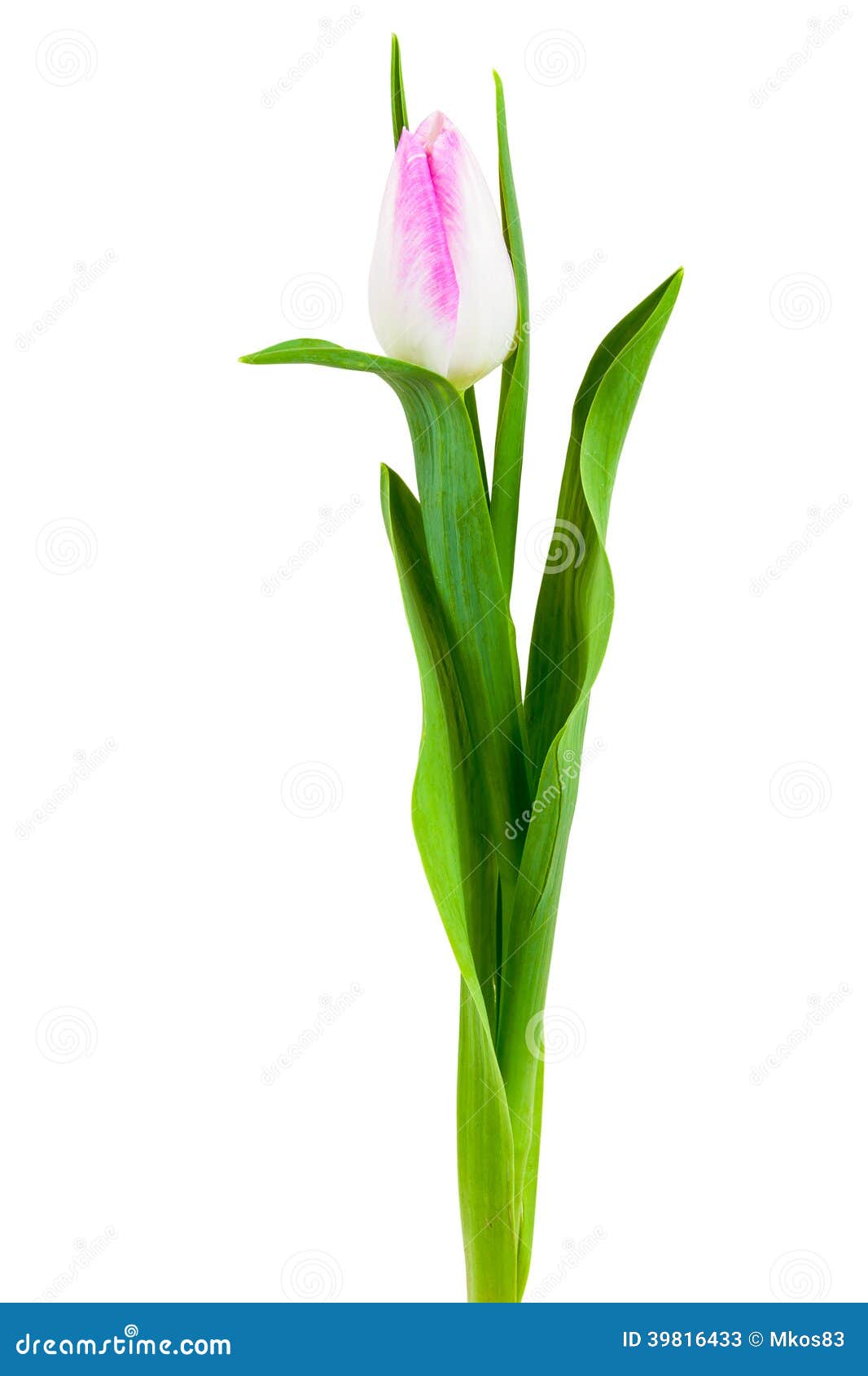 Tulipe blanche rose image stock. Image du beau, lame - 39816433