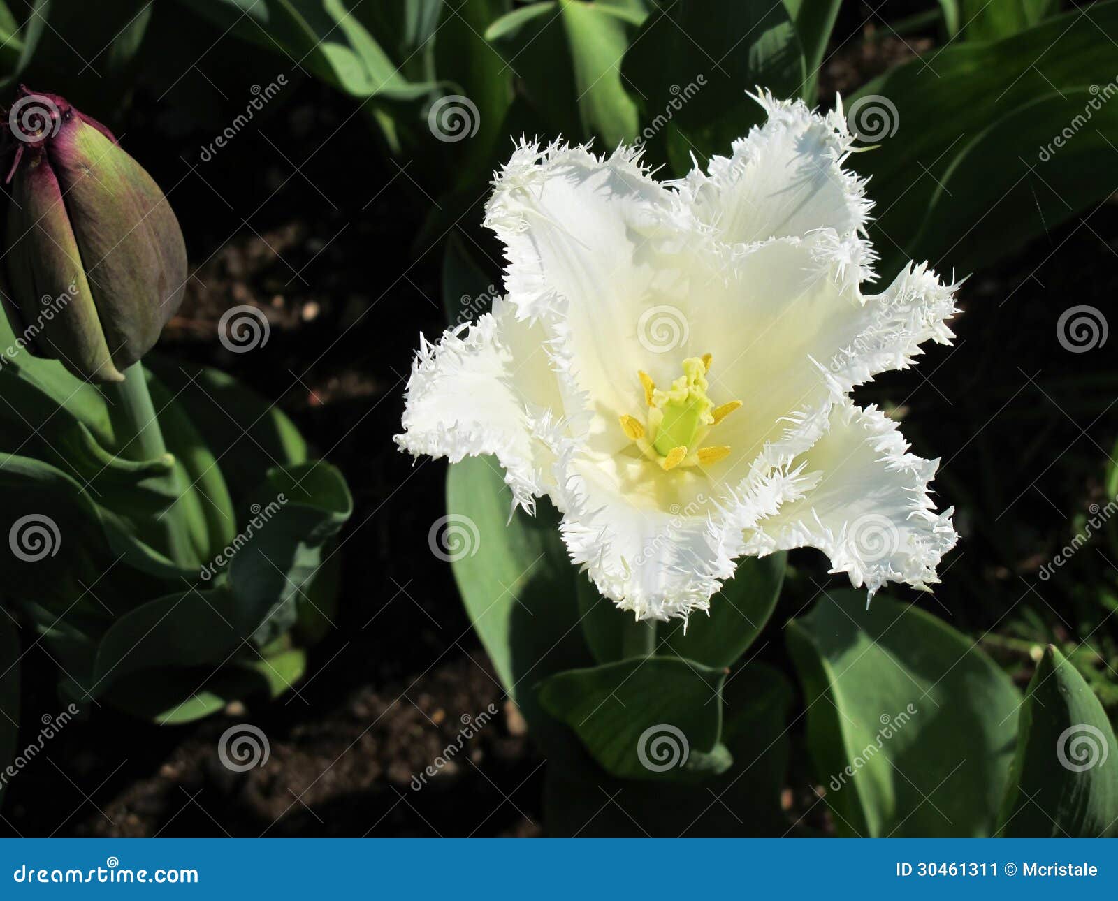 Tulipe blanche simple image stock. Image of pétale, fragilité - 30461311