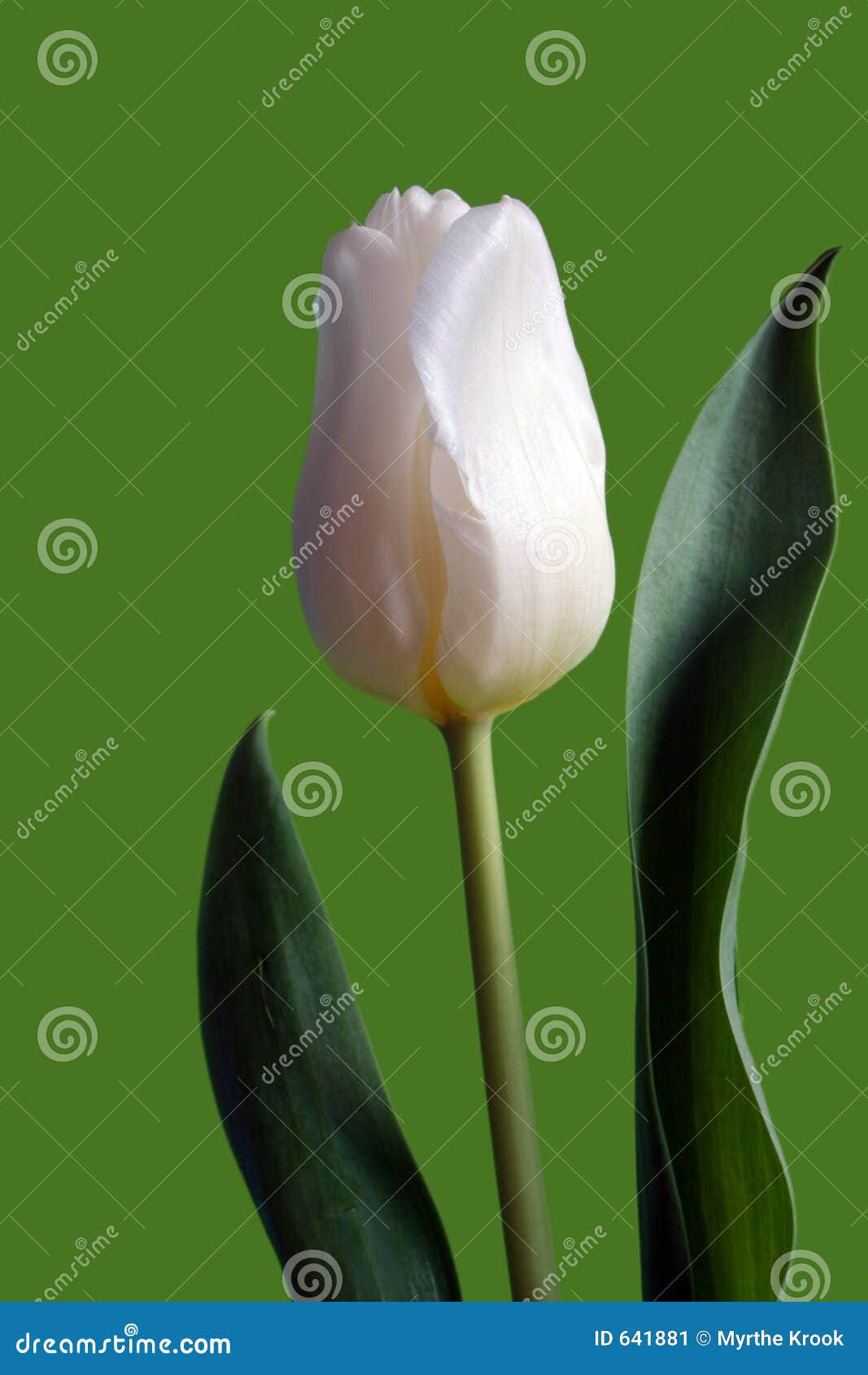 Tulipe blanche simple image stock. Image du pureté, accroissement - 641881