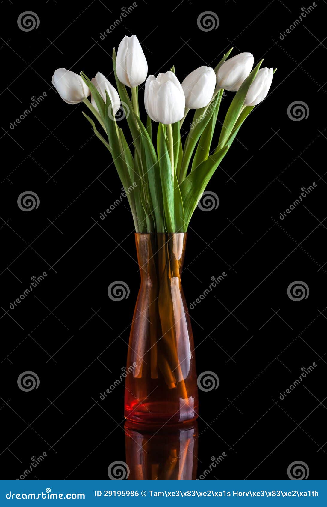 Tulipe Blanche Sur Le Fond Noir Photo stock - Image du lame, fond: 29195986