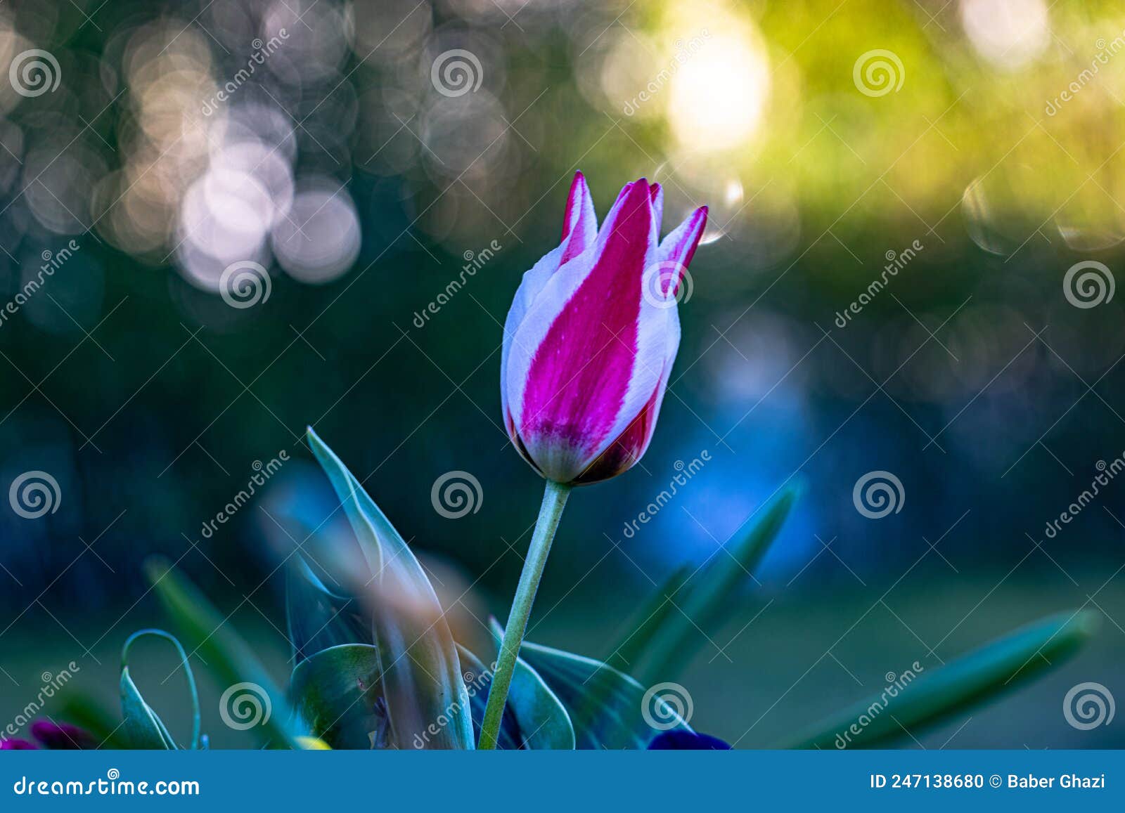 Tulipe blanche violette photo stock. Image du wildflower - 247138680