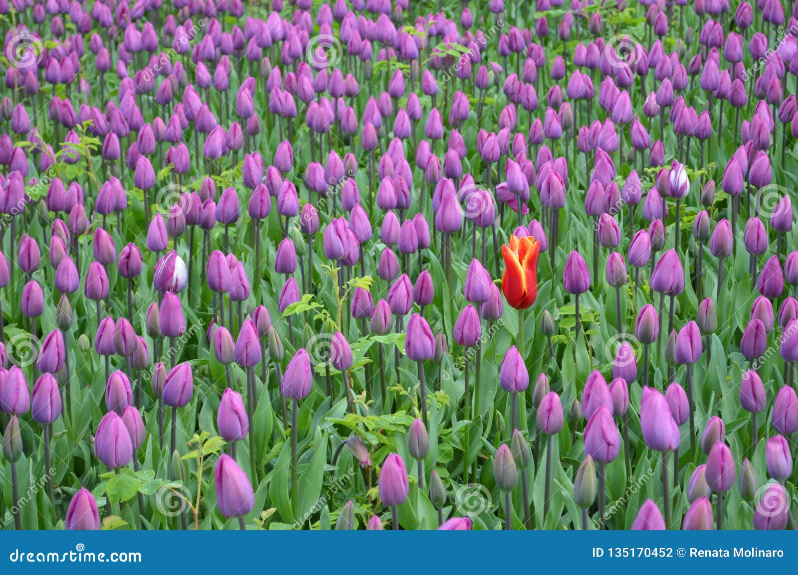 Tulipe Impaire Dans Le Palais De Topkapi, Istambul Photo stock - Image ...