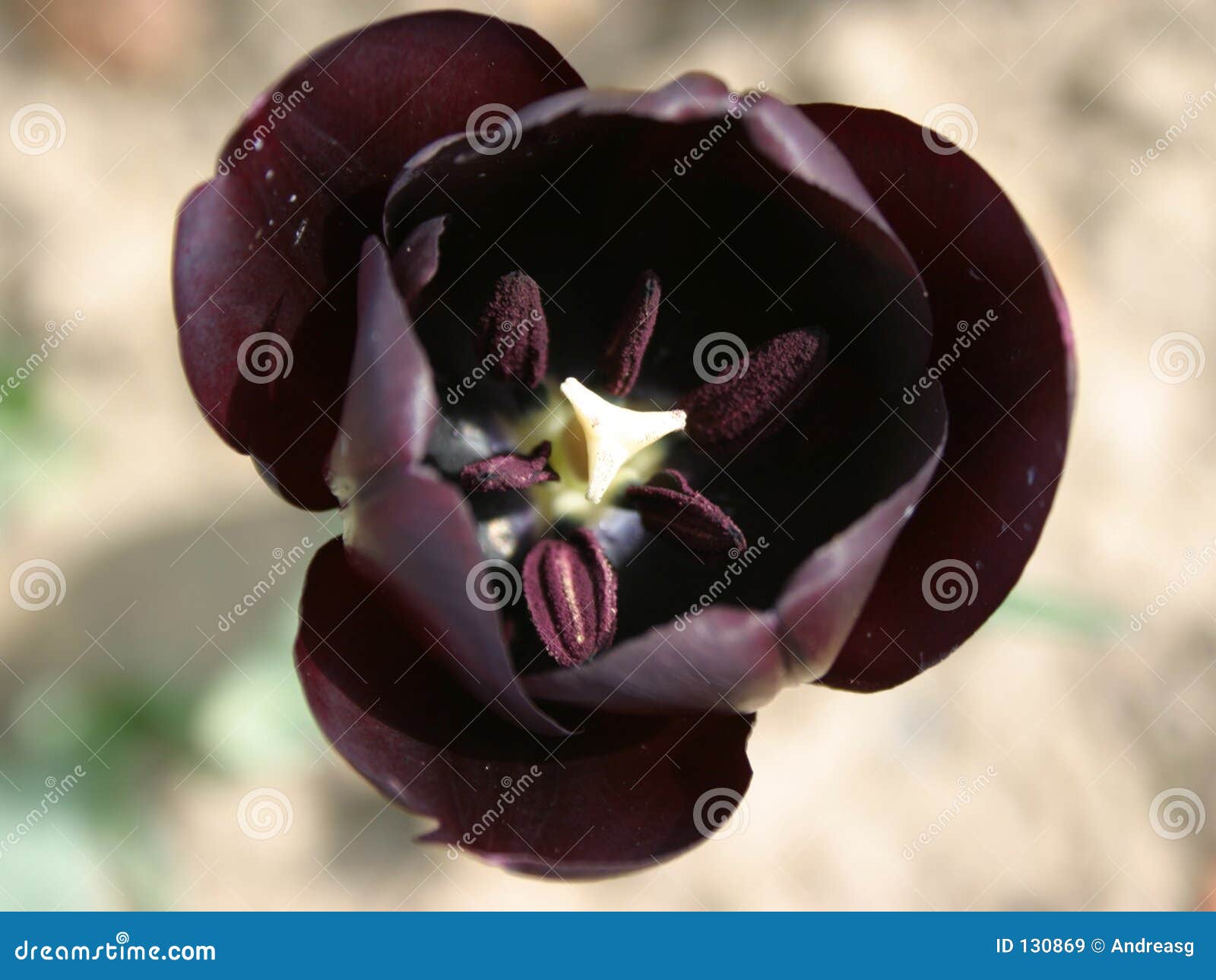 Tulipe noire image stock. Image du pièce, intensif, nature - 130869