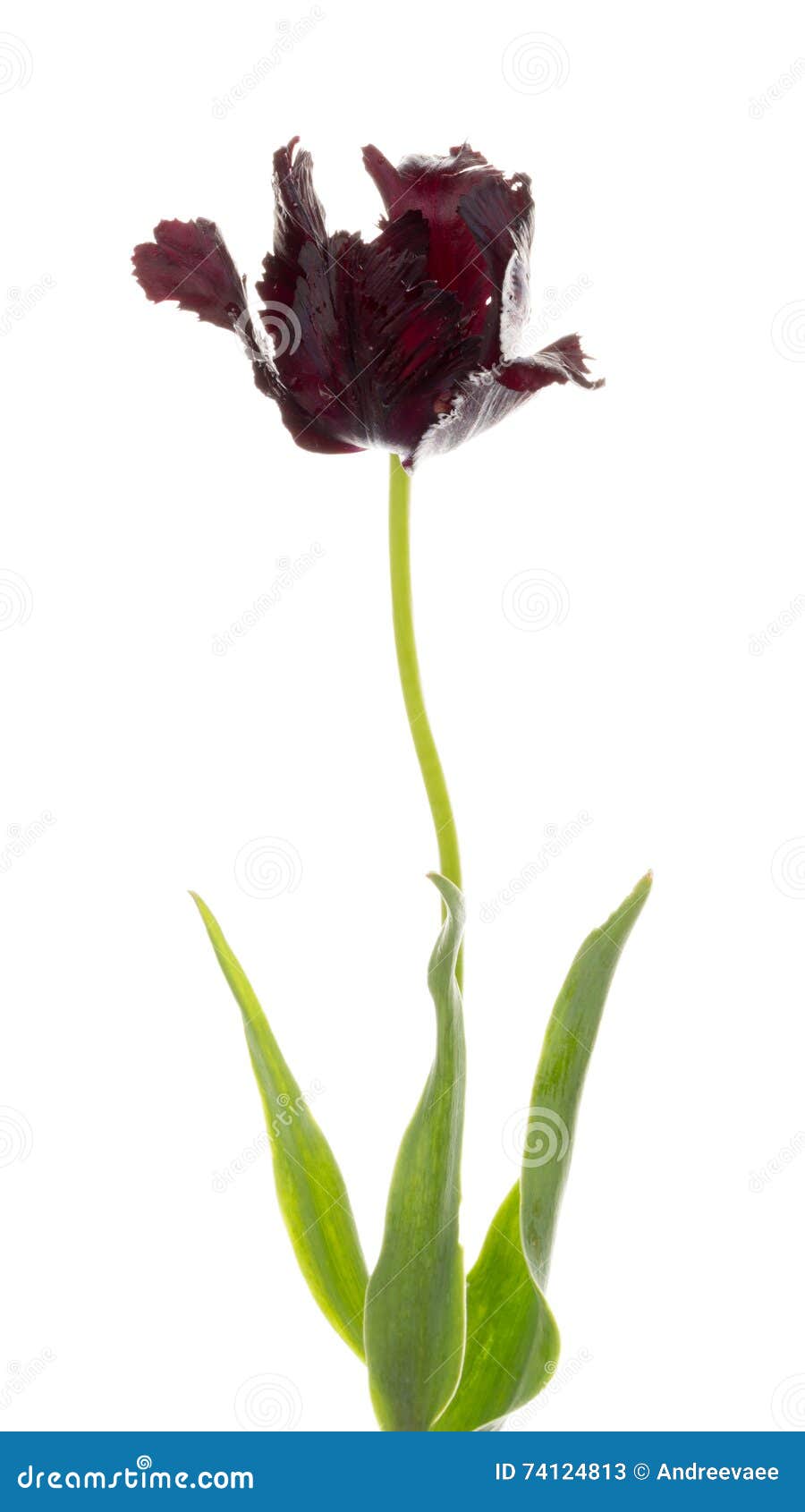 Tulipe Noire De Perroquet De Fleur Image stock - Image du foncé ...