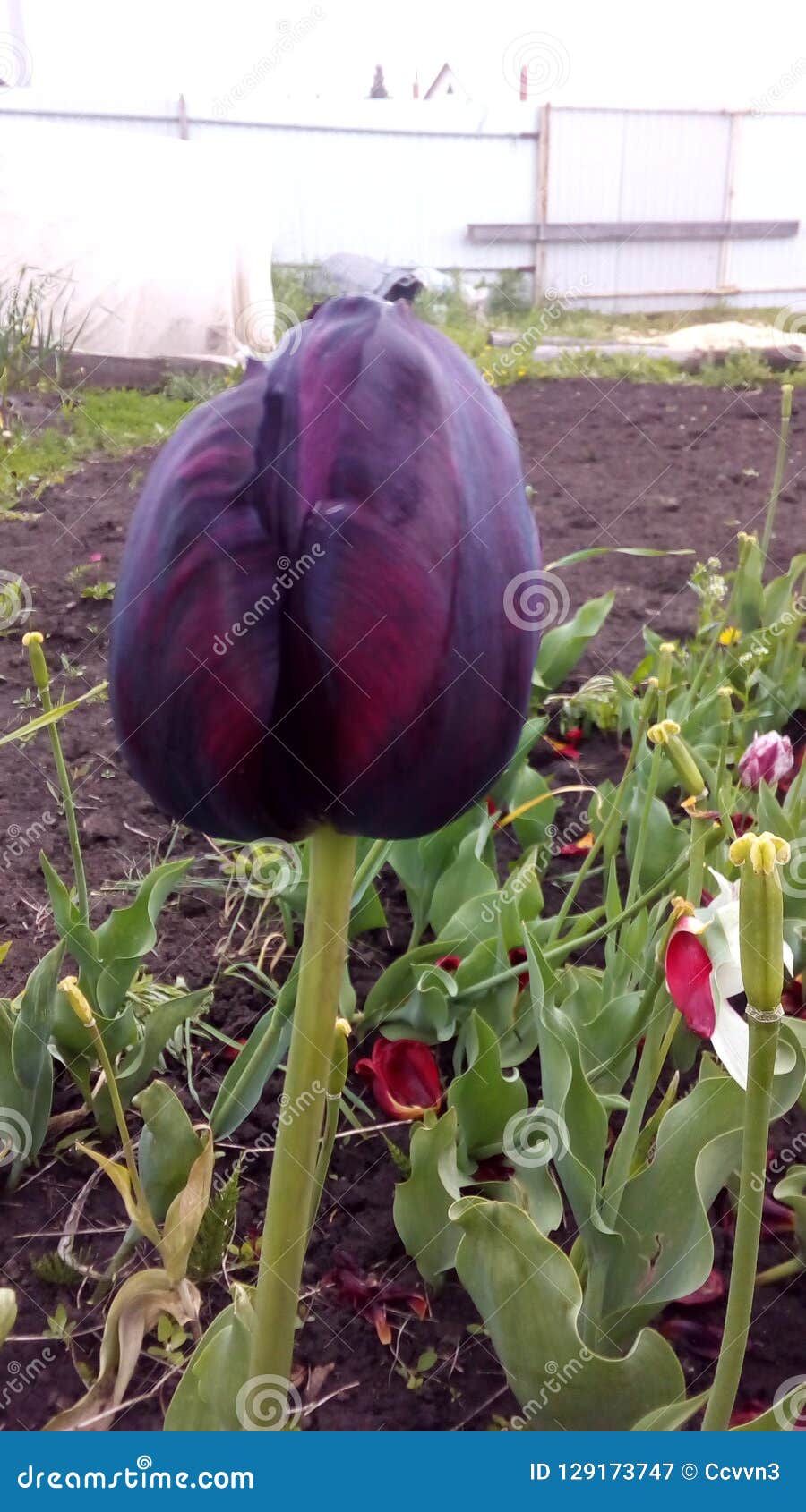 Tulipe Noire - Un Symbole De Rigueur Image stock - Image du floral ...
