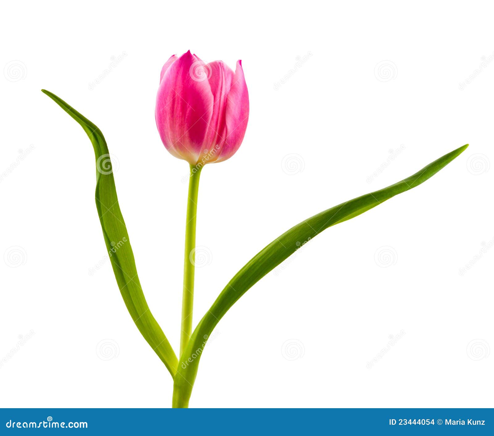 Tulipe rose photo stock. Image du fleur, plan, ressort - 23444054