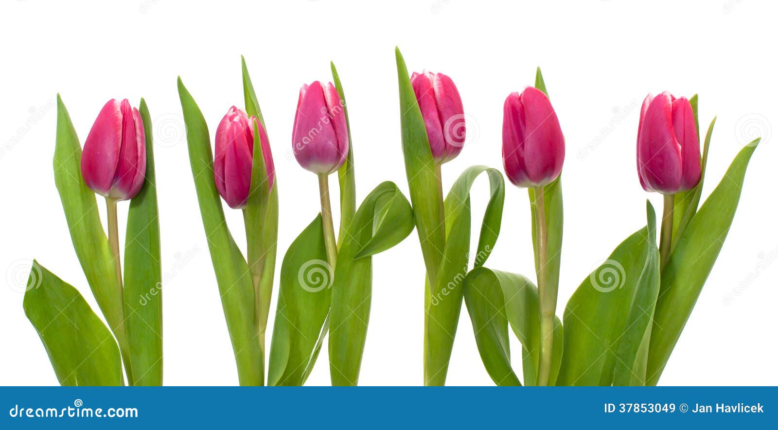 Tulipe rose image stock. Image du jour, blanc, couleur - 37853049