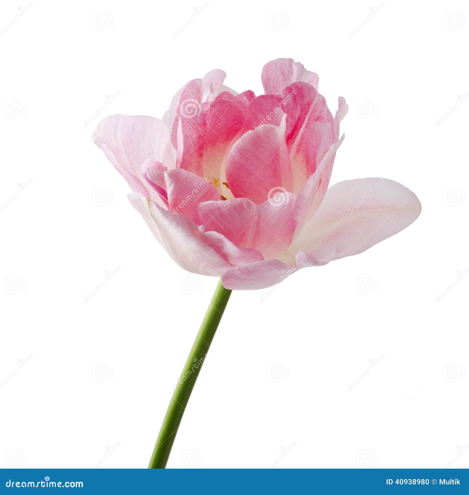 Tulipe rose photo stock. Image du éternel, floraison - 40938980