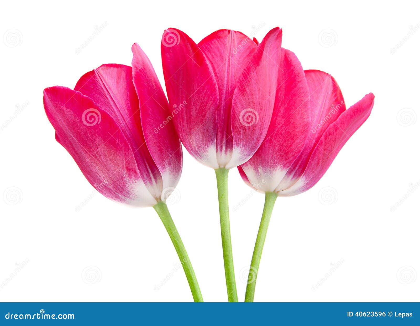 Tulipe rose d'isolement photo stock. Image of blanc, rose - 40623596