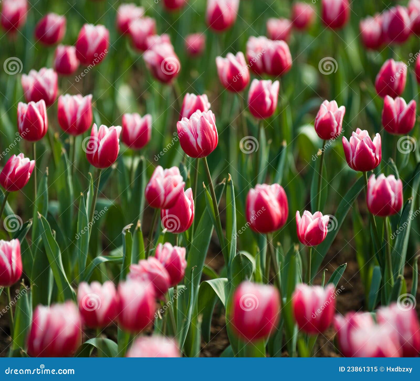 Tulipe rouge image stock. Image du centrale, fond, jour - 23861315