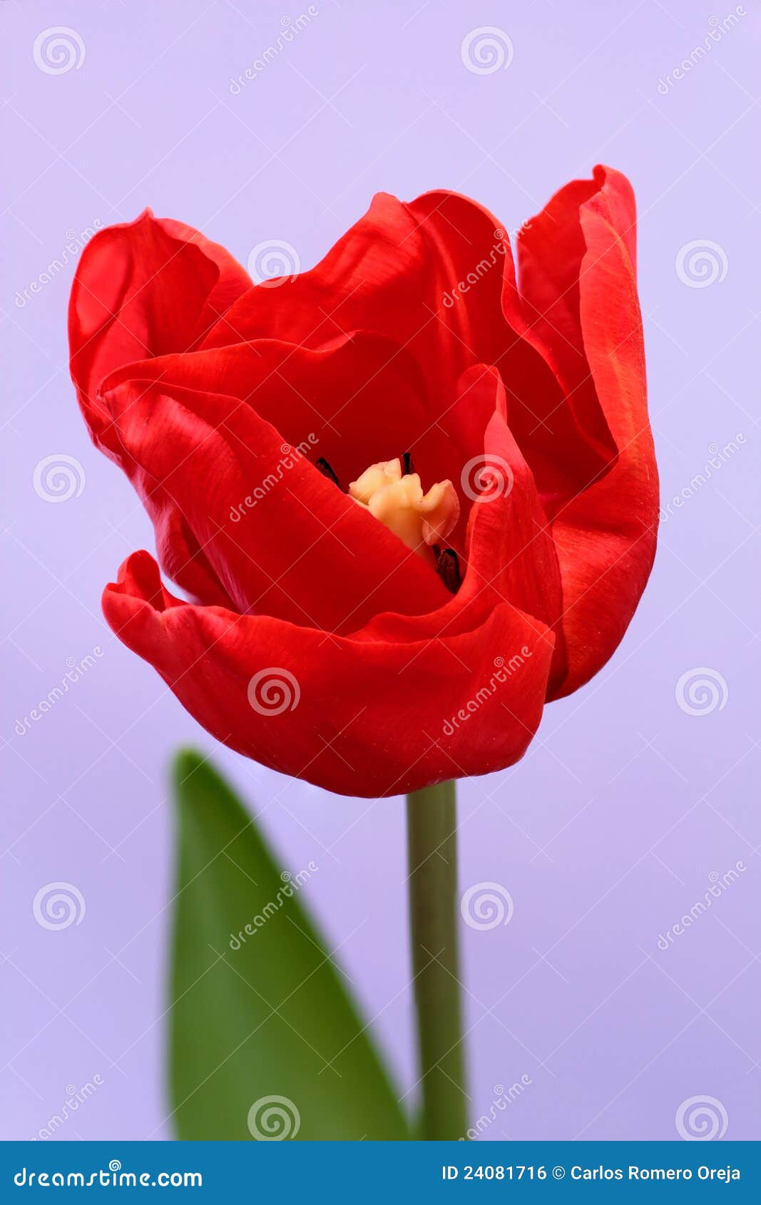 Tulipe rouge photo stock. Image du nature, bourgeon, verticale - 24081716