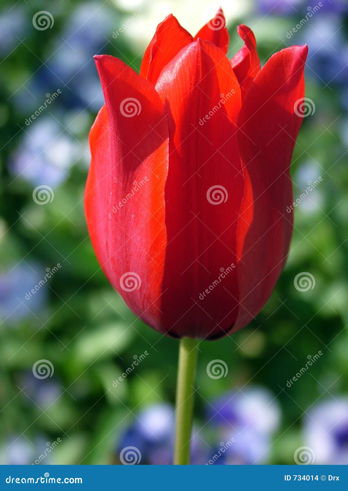 Tulipe rouge photo stock. Image du tulipe, isolement, centrale - 734014