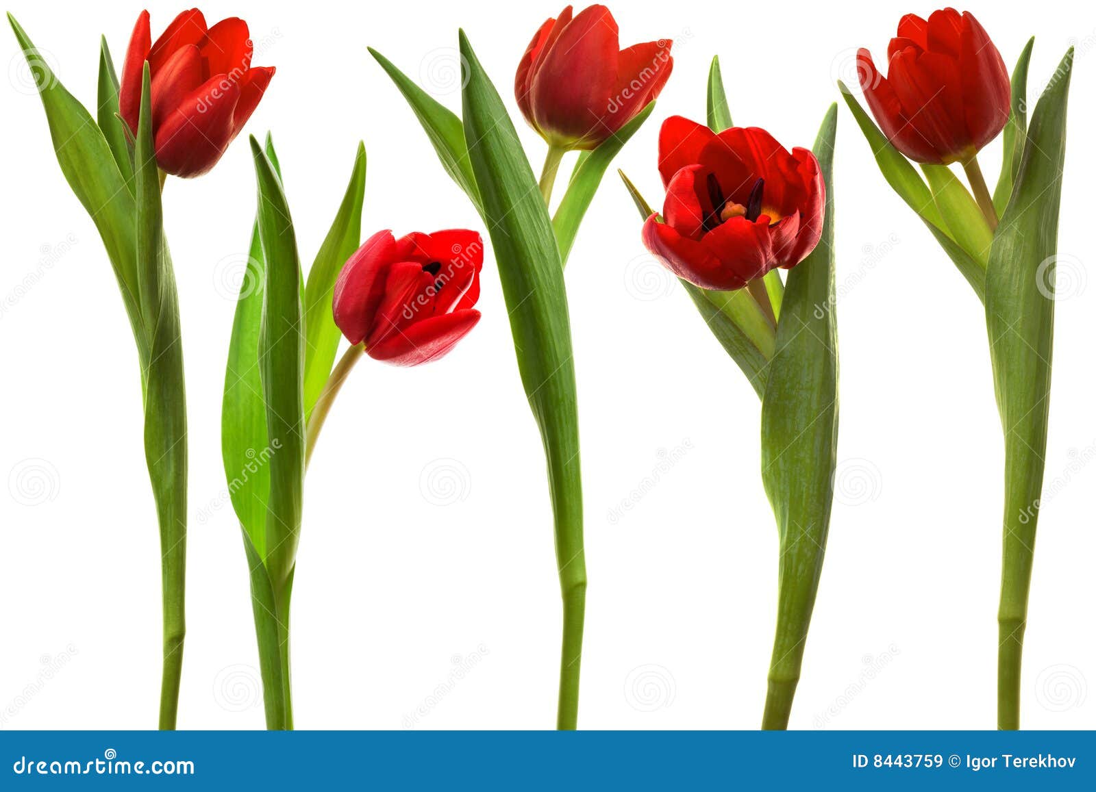 Tulipe rouge image stock. Image du rouge, événement, culture - 8443759