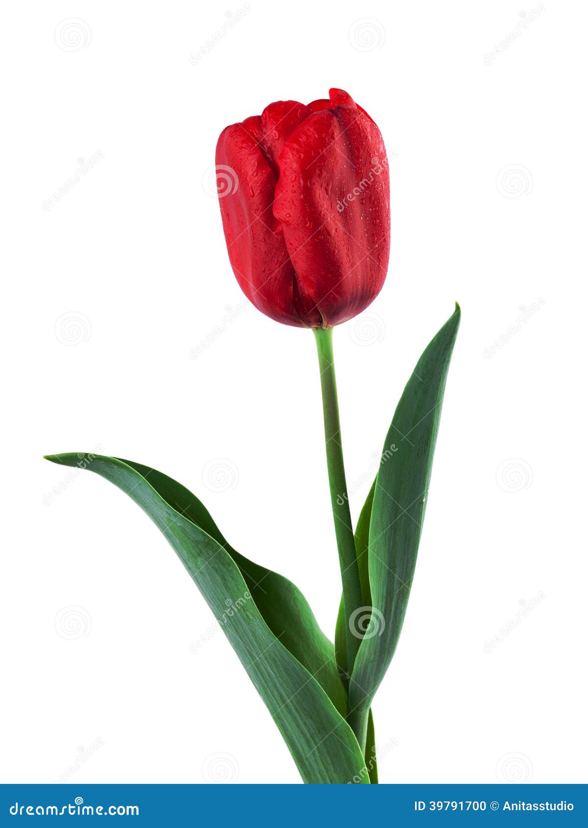 Tulipe Rouge D'isolement Sur Le Blanc Photo stock - Image du floraison ...