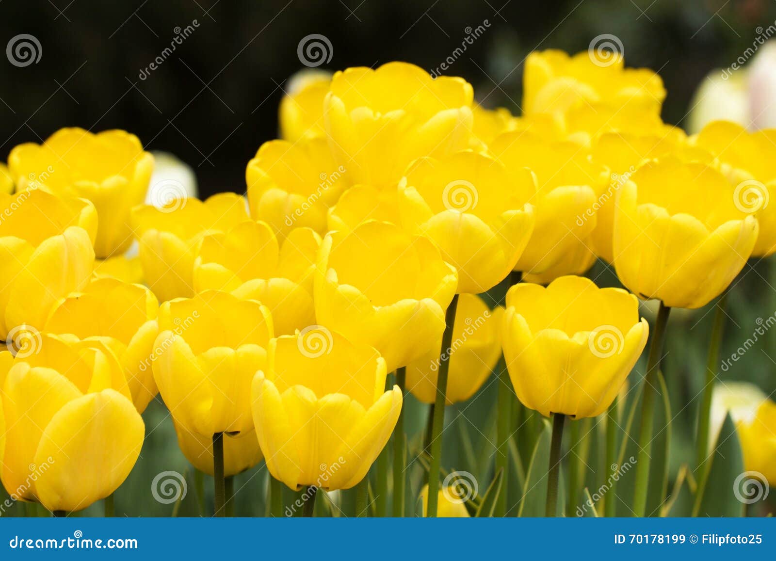 Tulipes jaunes image stock. Image du vivacité, zones - 70178199