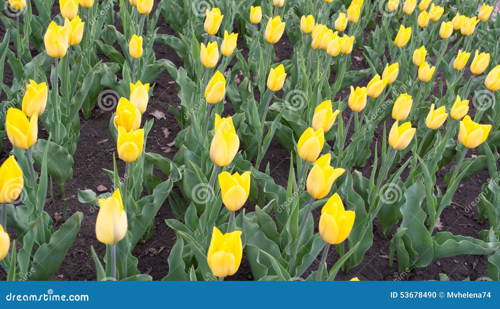 Tulipes jaunes lumineuses photo stock. Image du botanique - 53678490