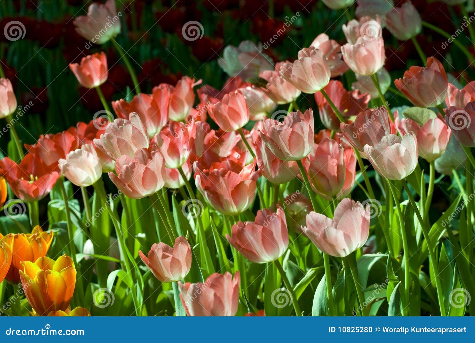 Tulipes roses photo stock. Image du tulipes, floral, vert - 10825280