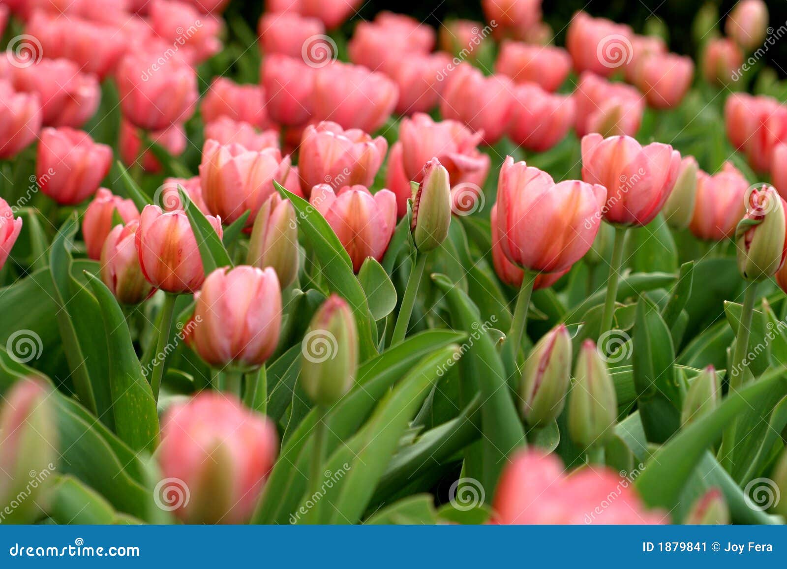 Tulipes roses image stock. Image of saison, groupe, ressort - 1879841