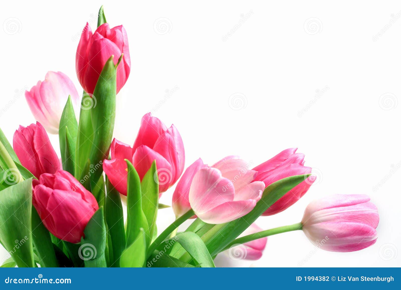 Tulipes roses photo stock. Image du blanc, botanique, flore - 1994382