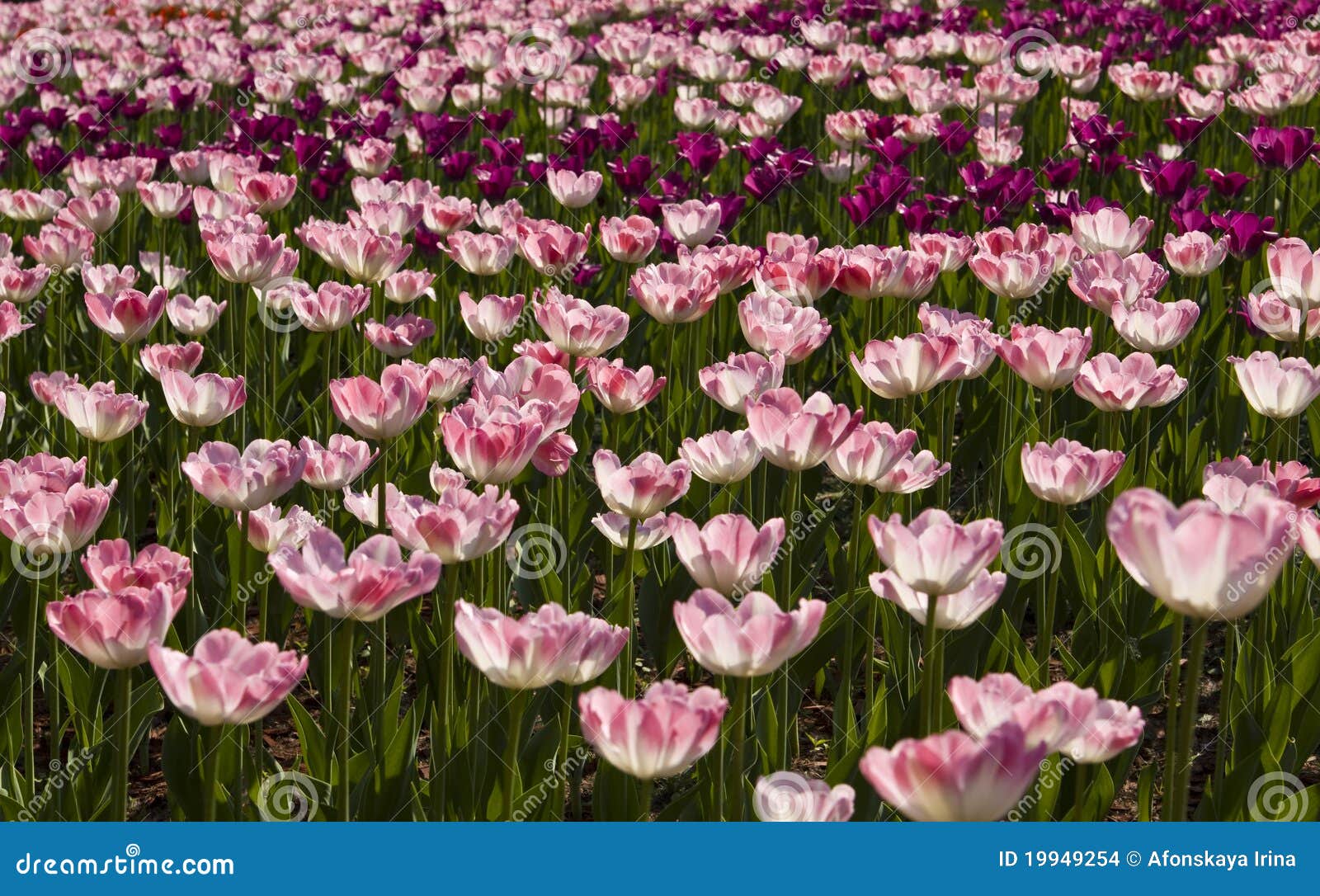 Tulipes roses photo stock. Image du fleur, tulipe, rose - 19949254