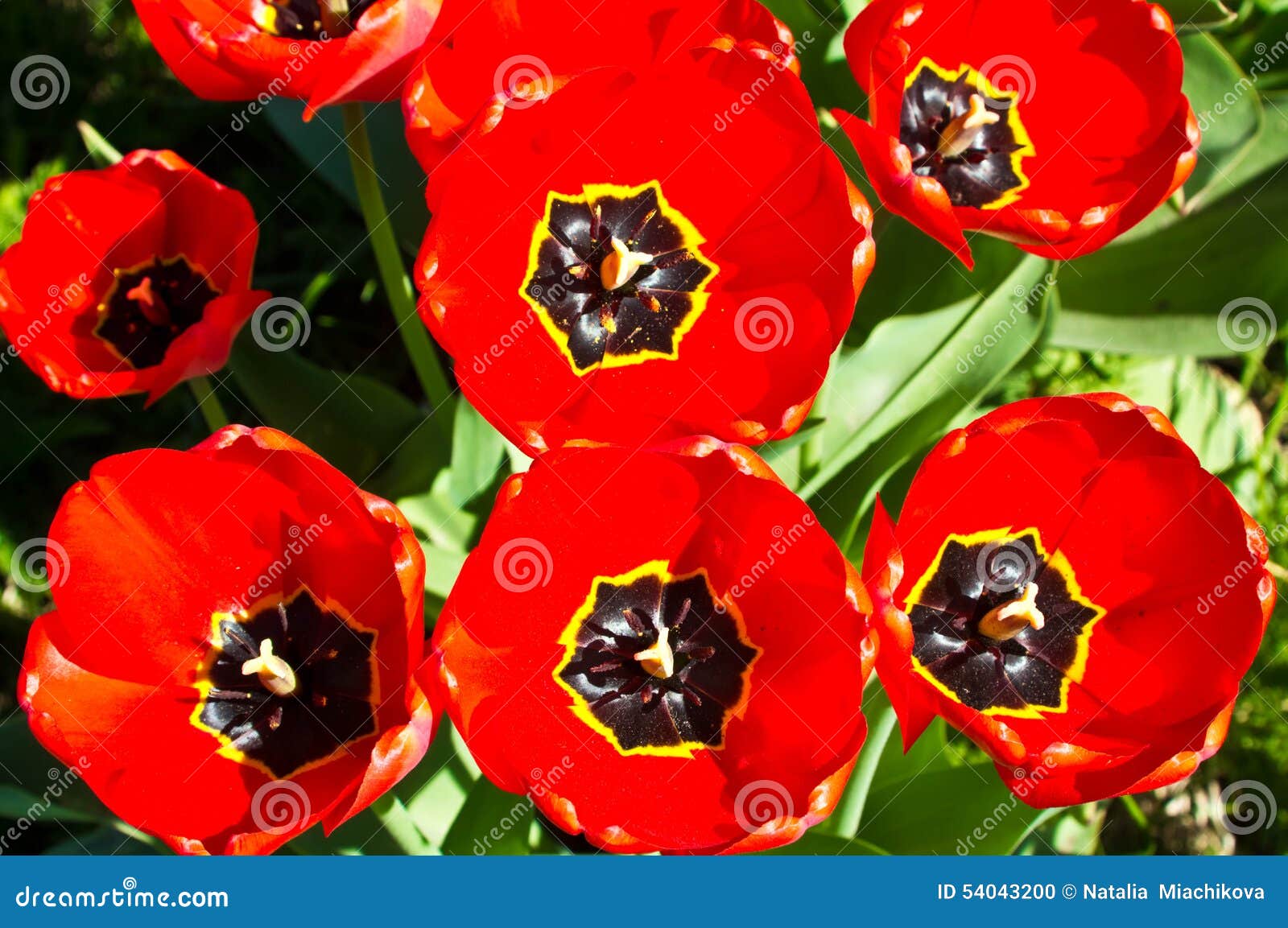 Tulipes rouges photo stock. Image du beauté, diversité - 54043200