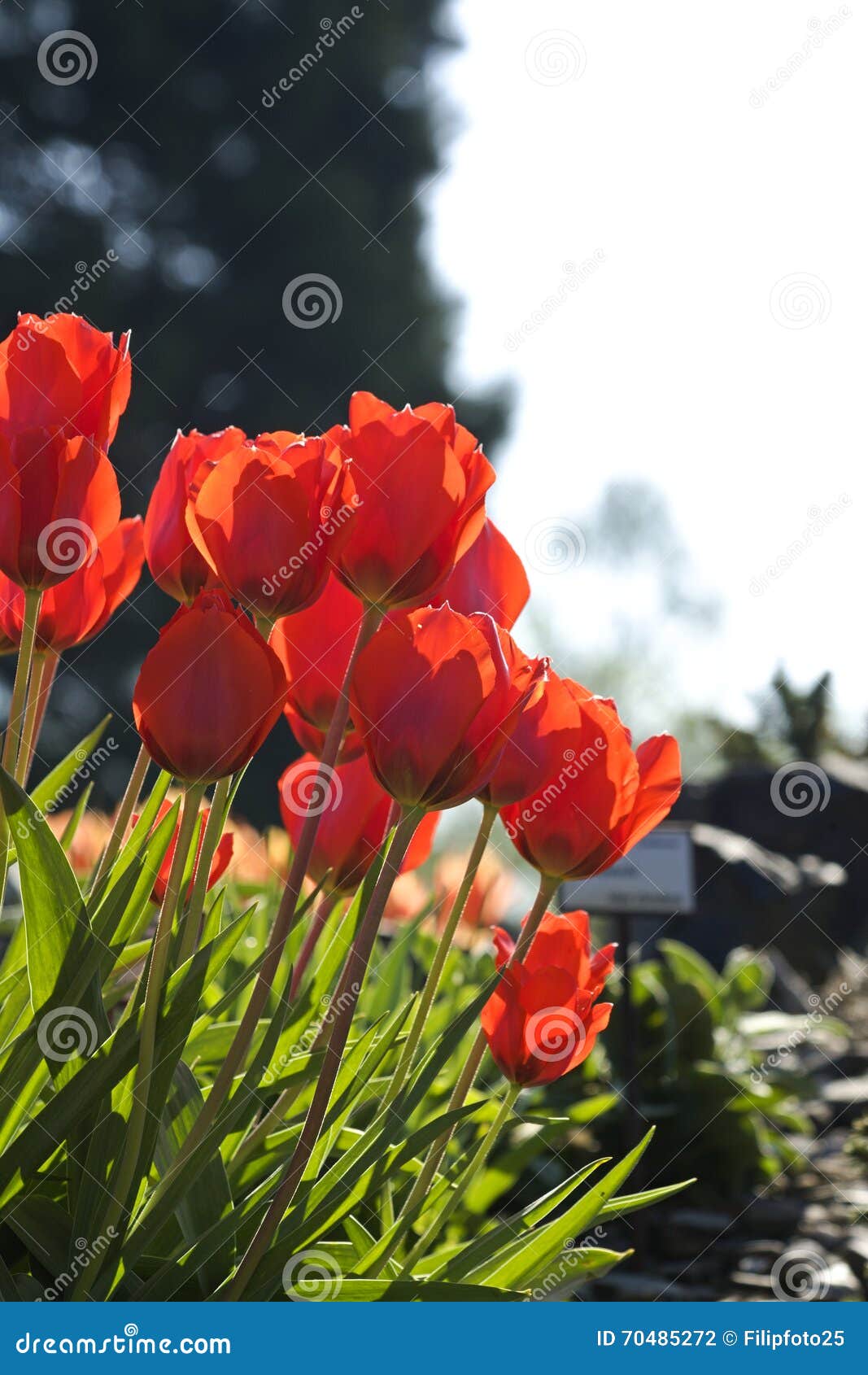 Tulipes rouges photo stock. Image du coupure, vivacité - 70485272