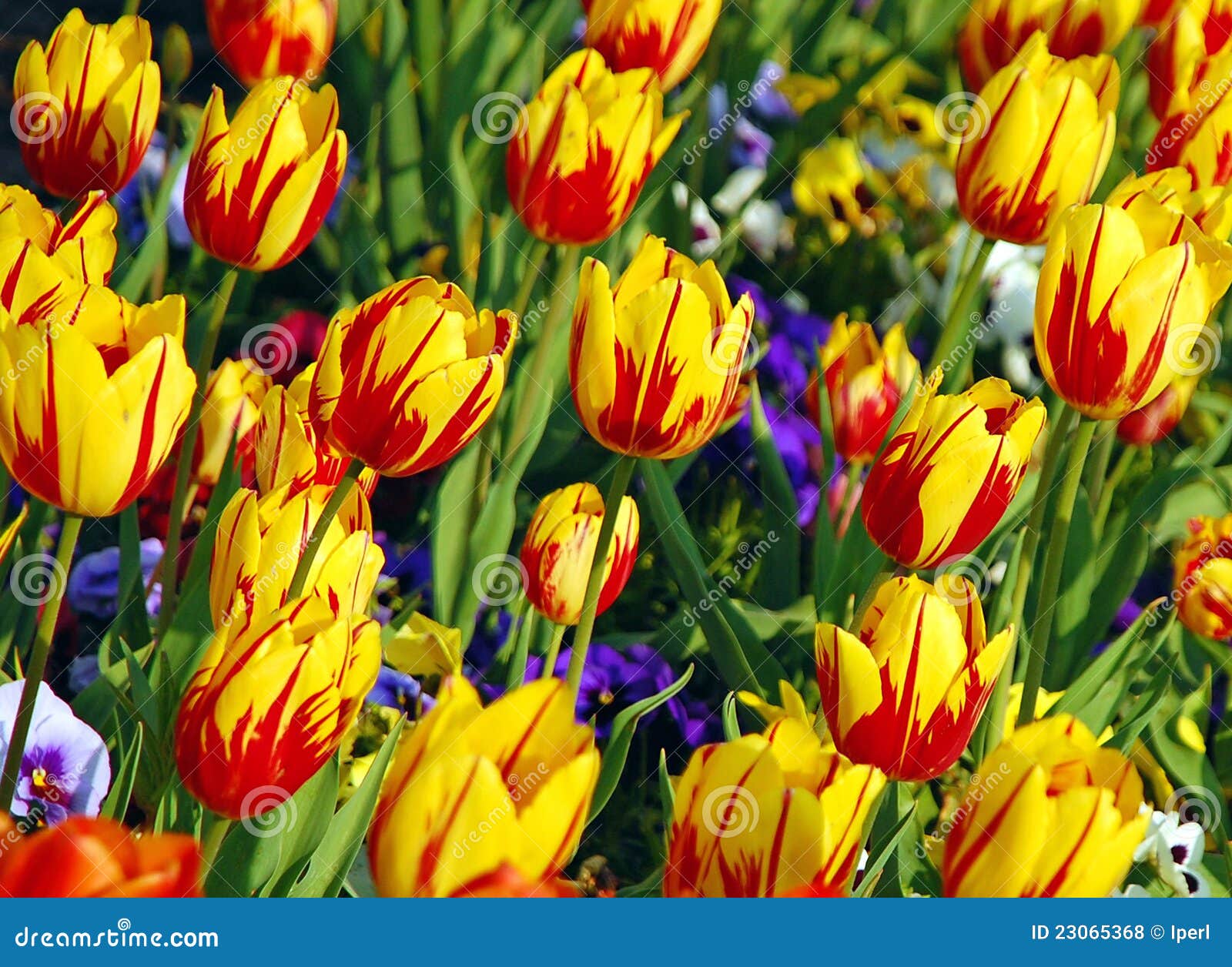 Tulipes rouges et jaunes photo stock. Image du ressort - 23065368