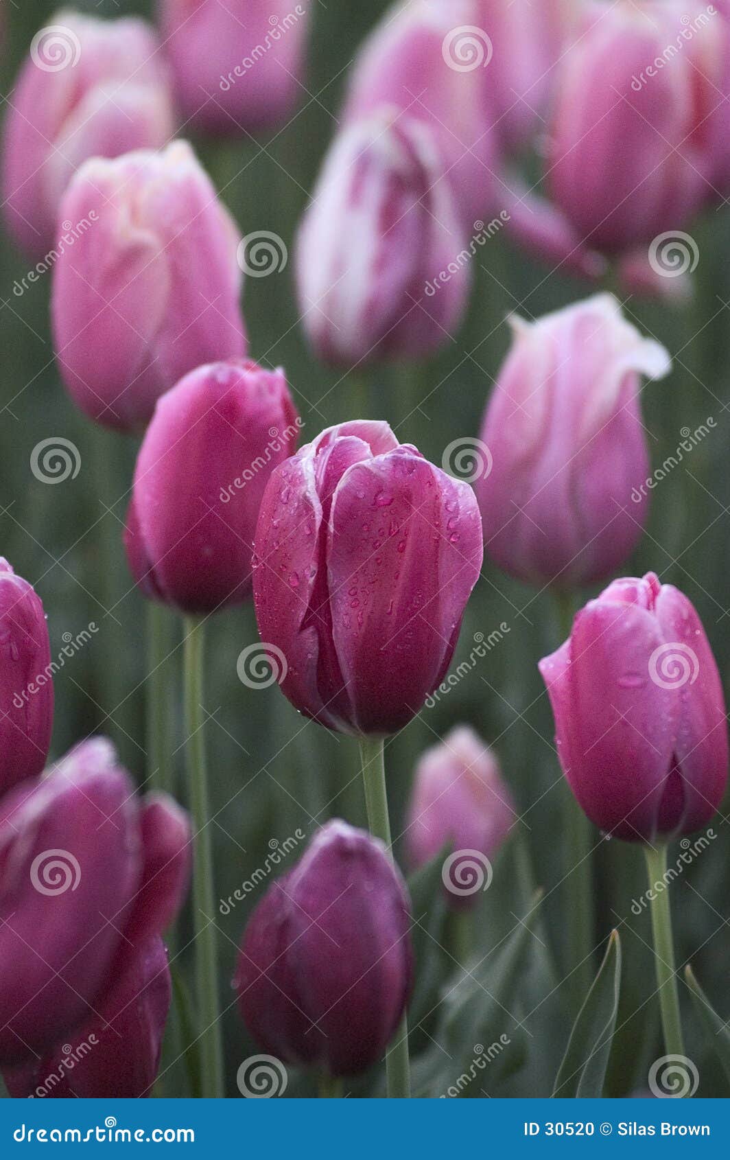 Collection of Beautiful Girls Photos - Dreamstime ID:3057