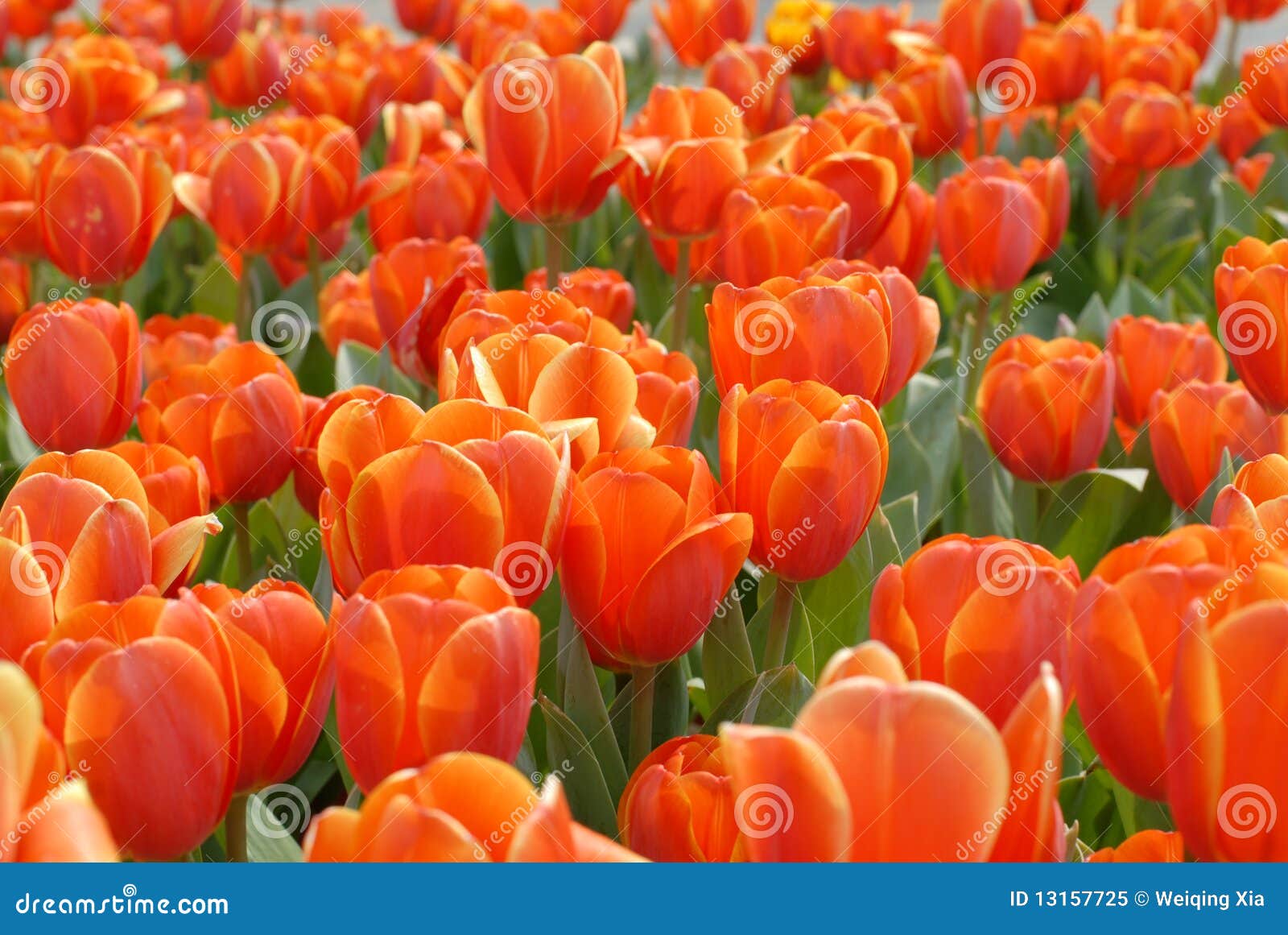 Tulips stock image. Image of beauty, green, plant, floristry - 13157725