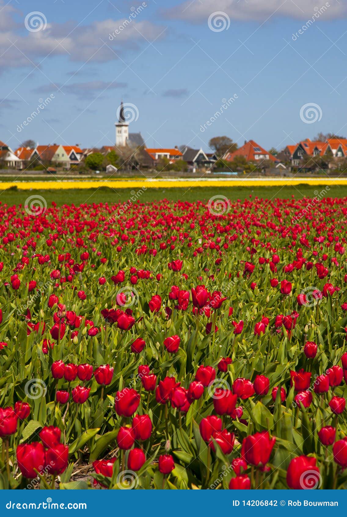 Tulips stock photo. Image of tulips, travelling, land - 14206842