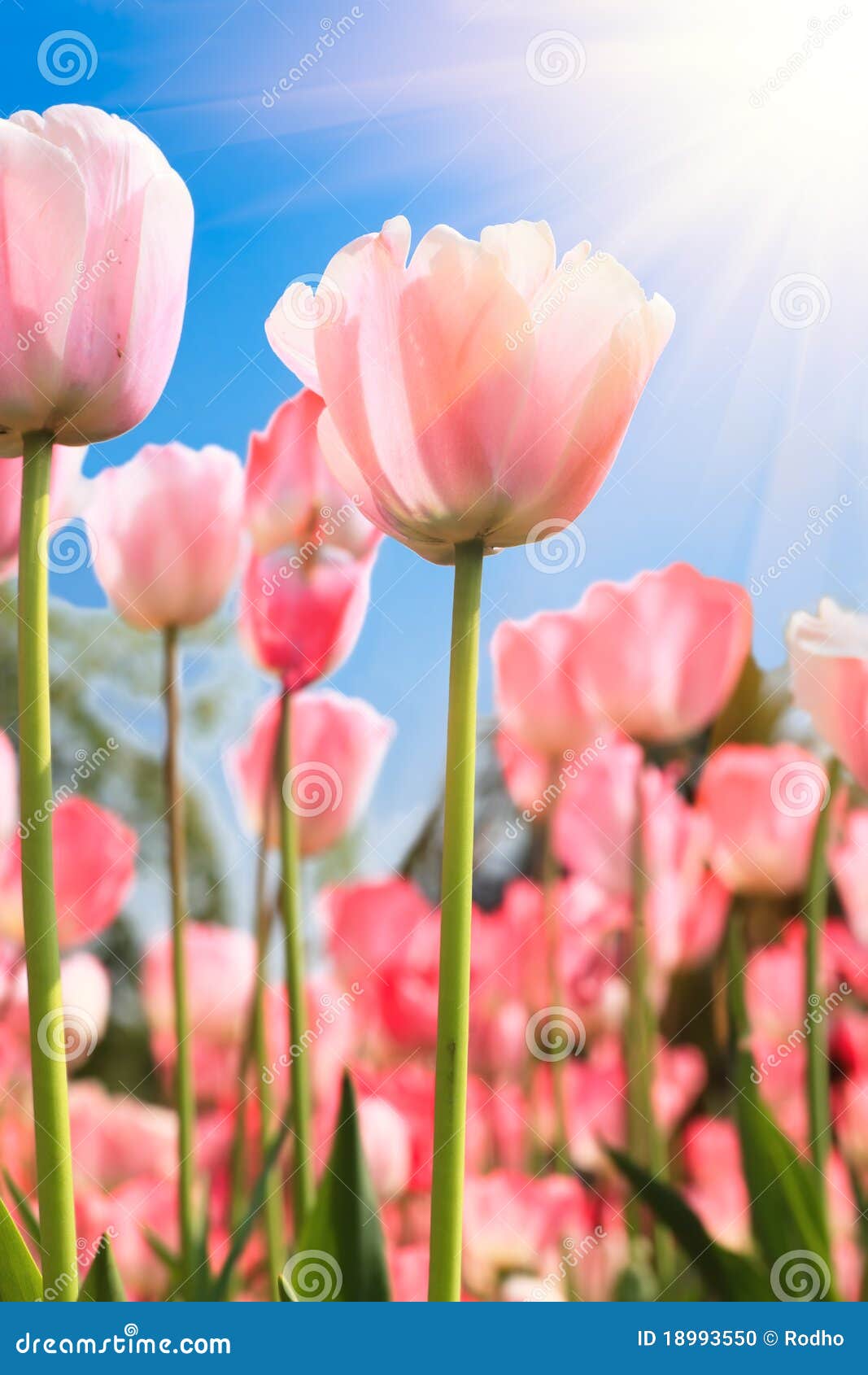 Tulips stock photo. Image of field, growth, green, dazzle - 18993550