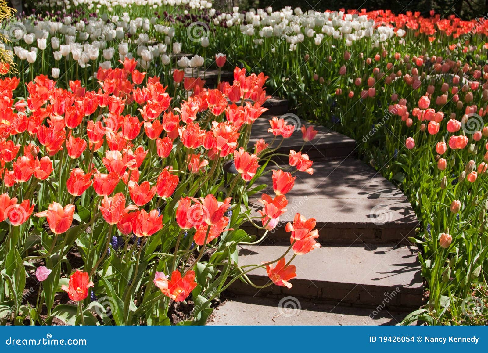 Tulips stock photo. Image of bloom, peak, flowers, sidewalk - 19426054