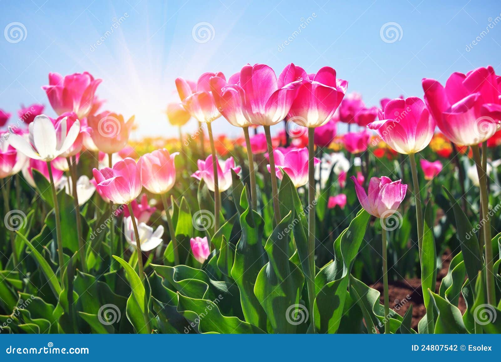 Tulips stock photo. Image of field, nature, blooming - 24807542