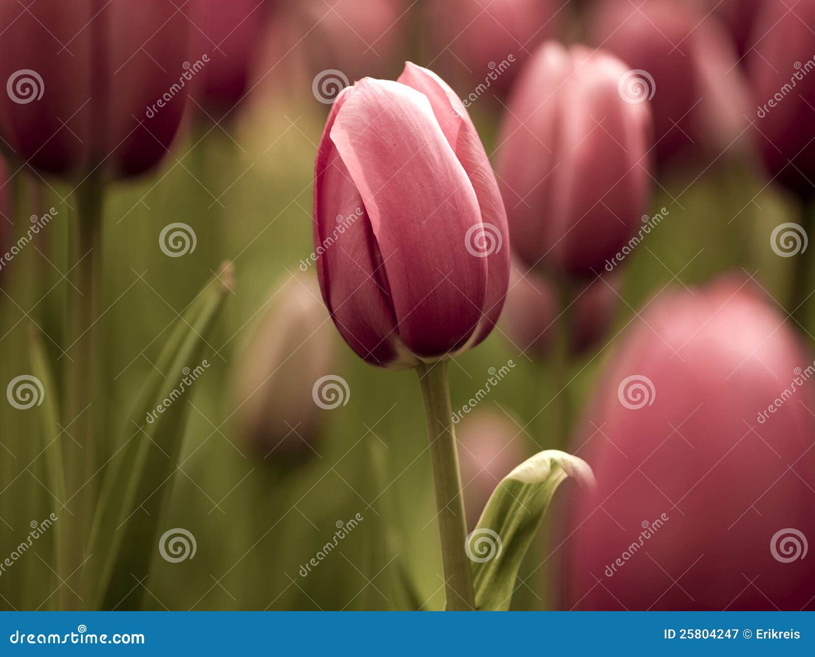 Tulips stock image. Image of close, blossoms, beautiful - 25804247
