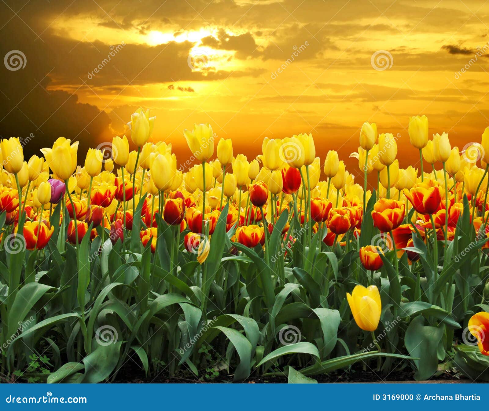 Tulips stock photo. Image of nature, grow, sunny, sunrise - 3169000