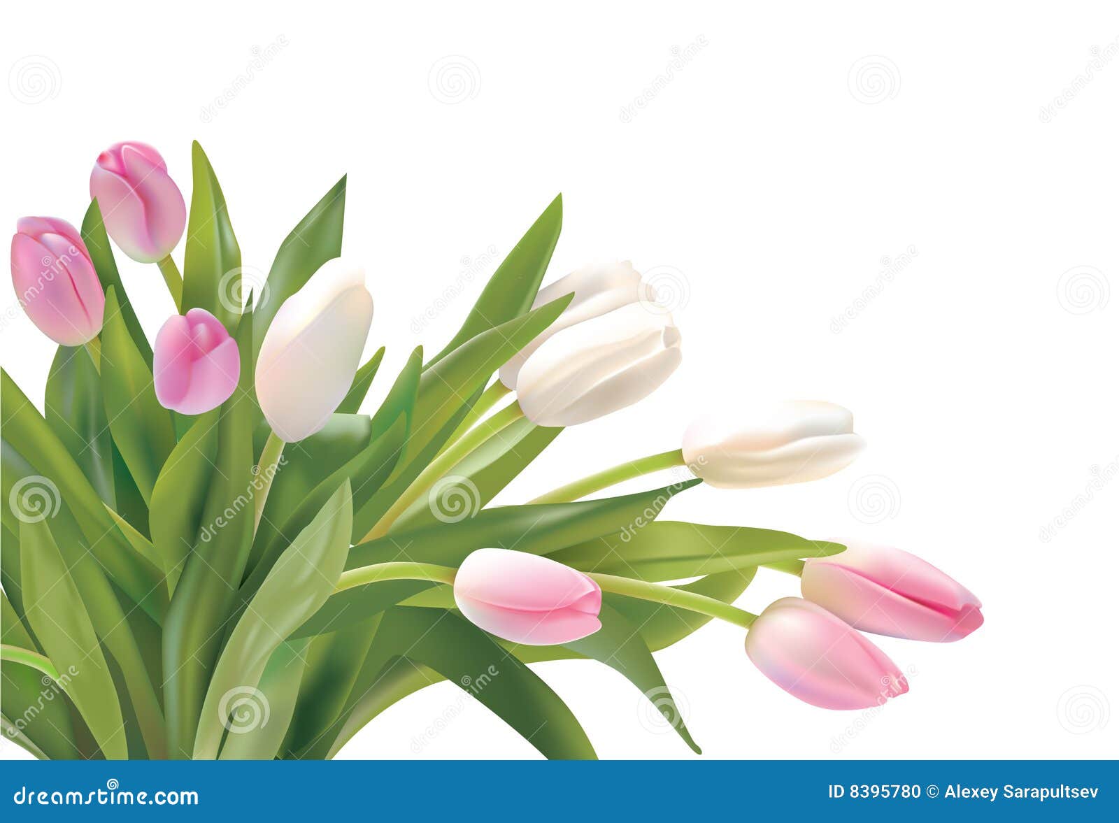 Tulips Cartoons, Illustrations & Vector Stock Images - 185082 Pictures ...