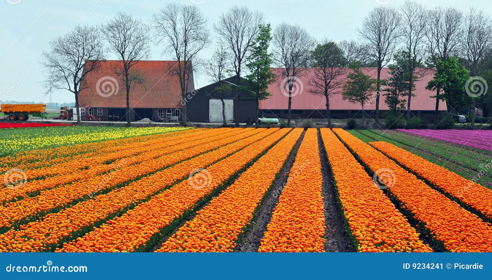 Tulips stock image. Image of spring, field, flower, plant - 9234241