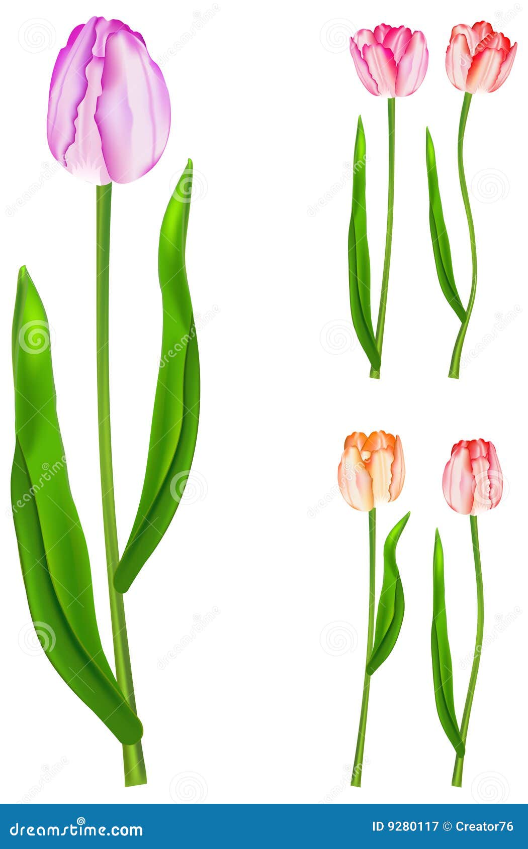 Tulips stock vector. Illustration of botany, blossom, spring - 9280117