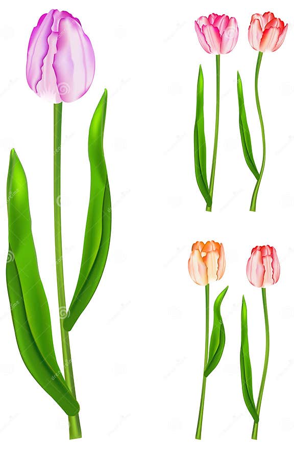 Tulips stock vector. Illustration of botany, blossom, spring - 9280117
