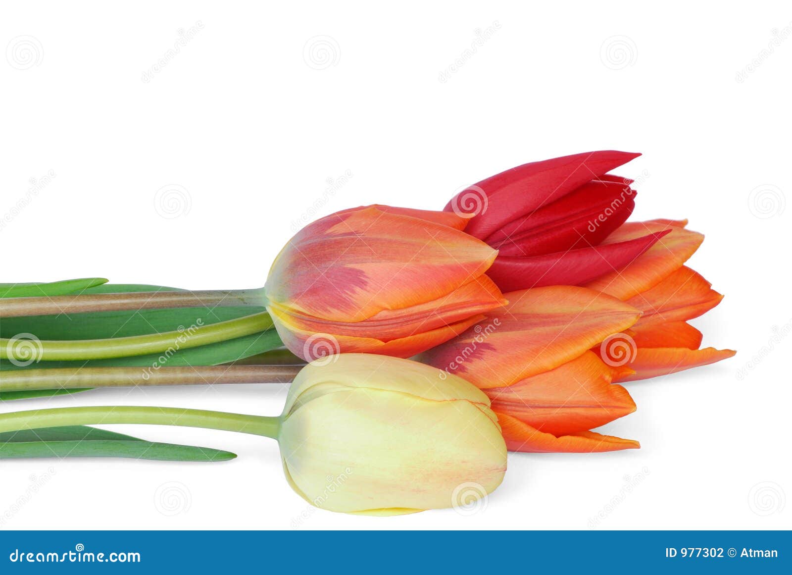 Tulips stock photo. Image of isolated, march, tulips, tulip - 977302