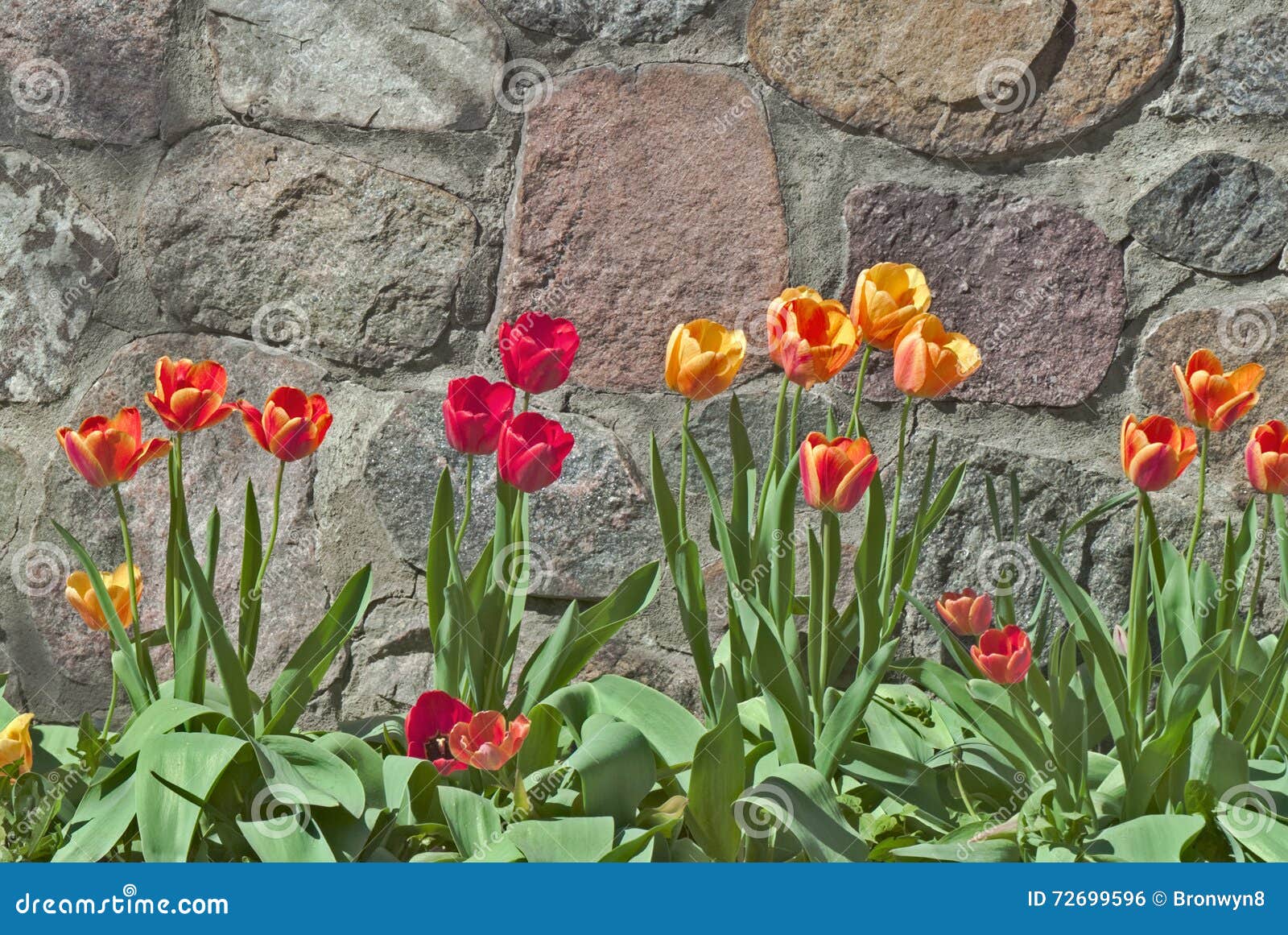 Tulips Against Stone Wall stock photo. Image of decorative - 72699596