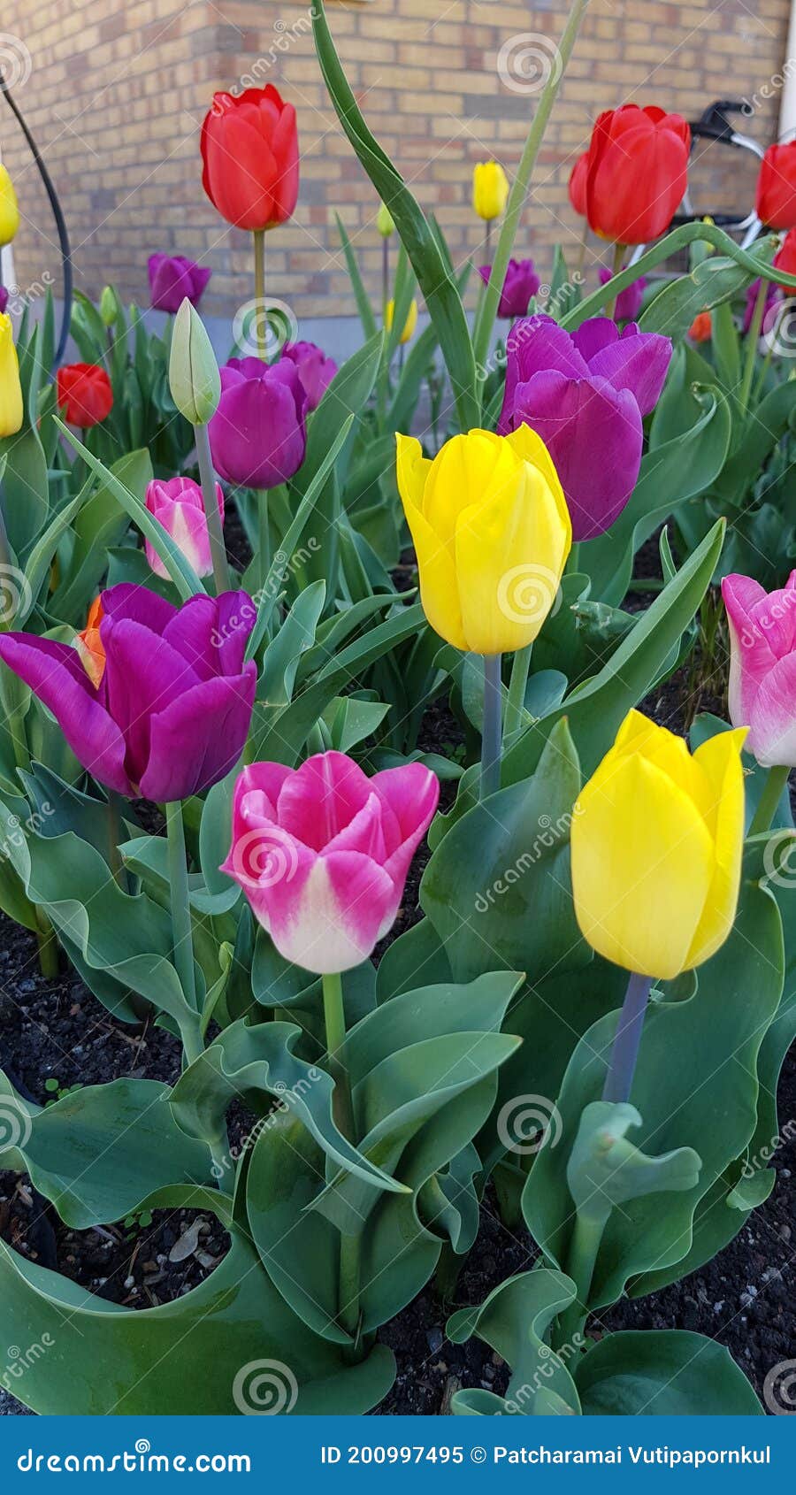 Tulips Beautiful Flower Fields in Germany Stock Image - Image of pink ...