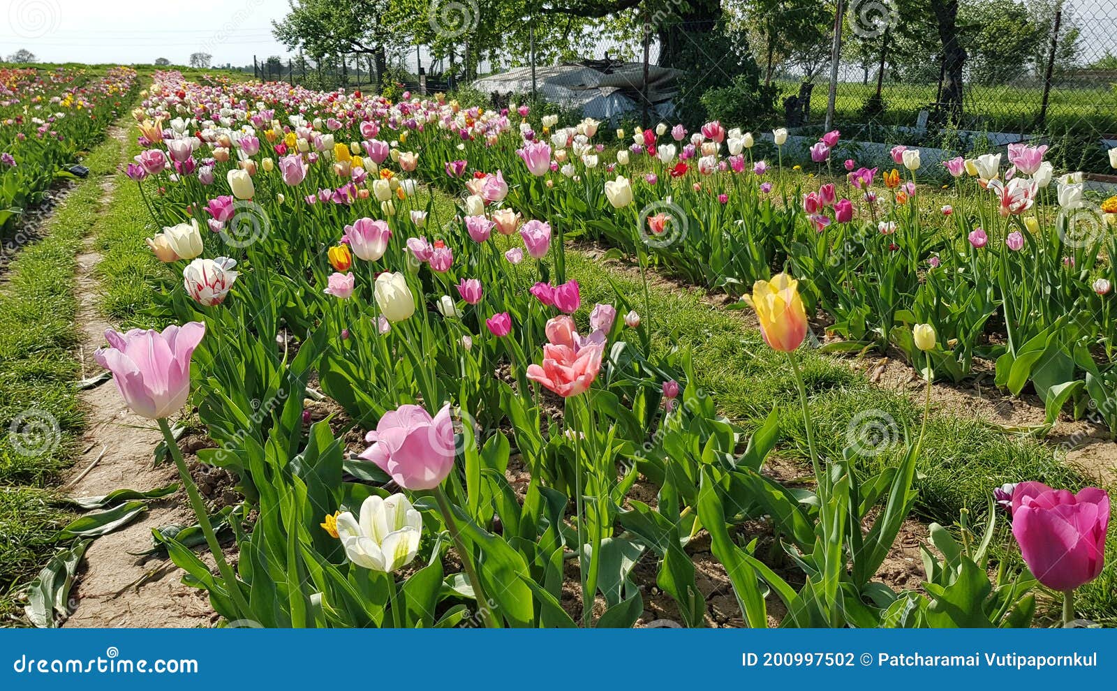 Tulips Beautiful Flower Fields in Germany Stock Photo - Image of color ...