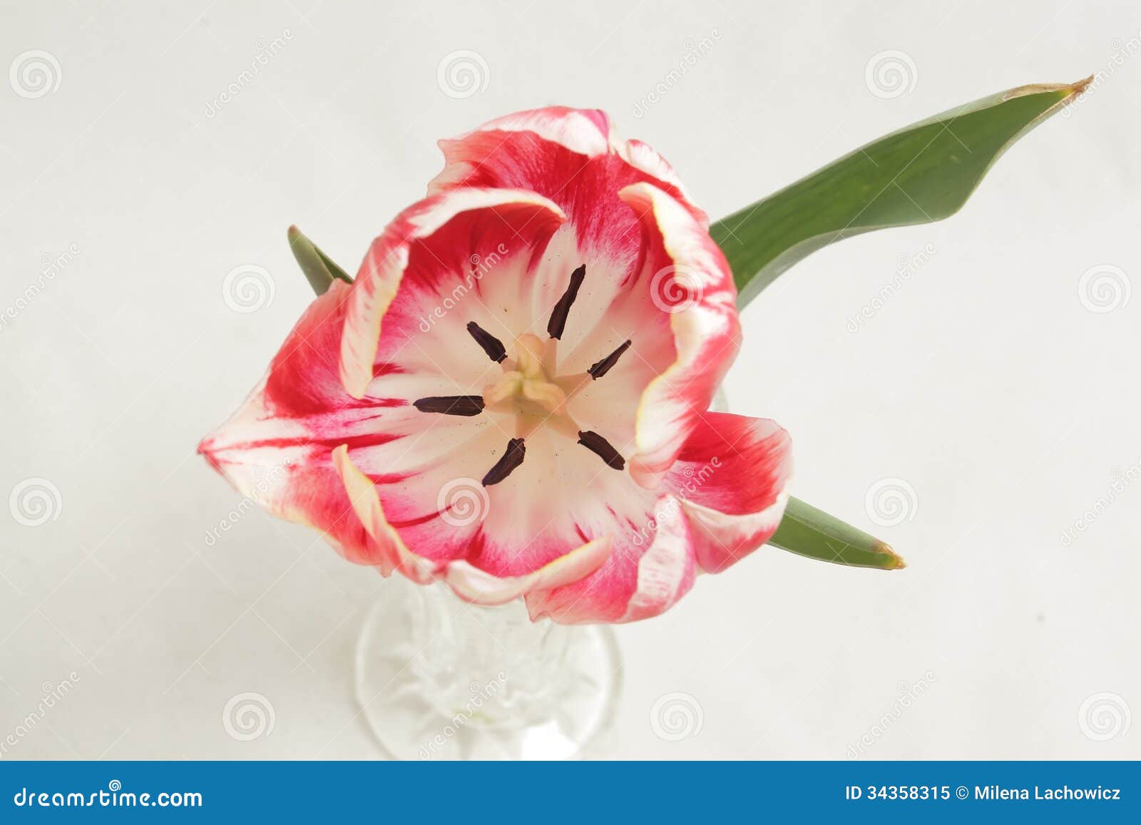 Tulips stock image. Image of botany, botanical, fragility - 34358315