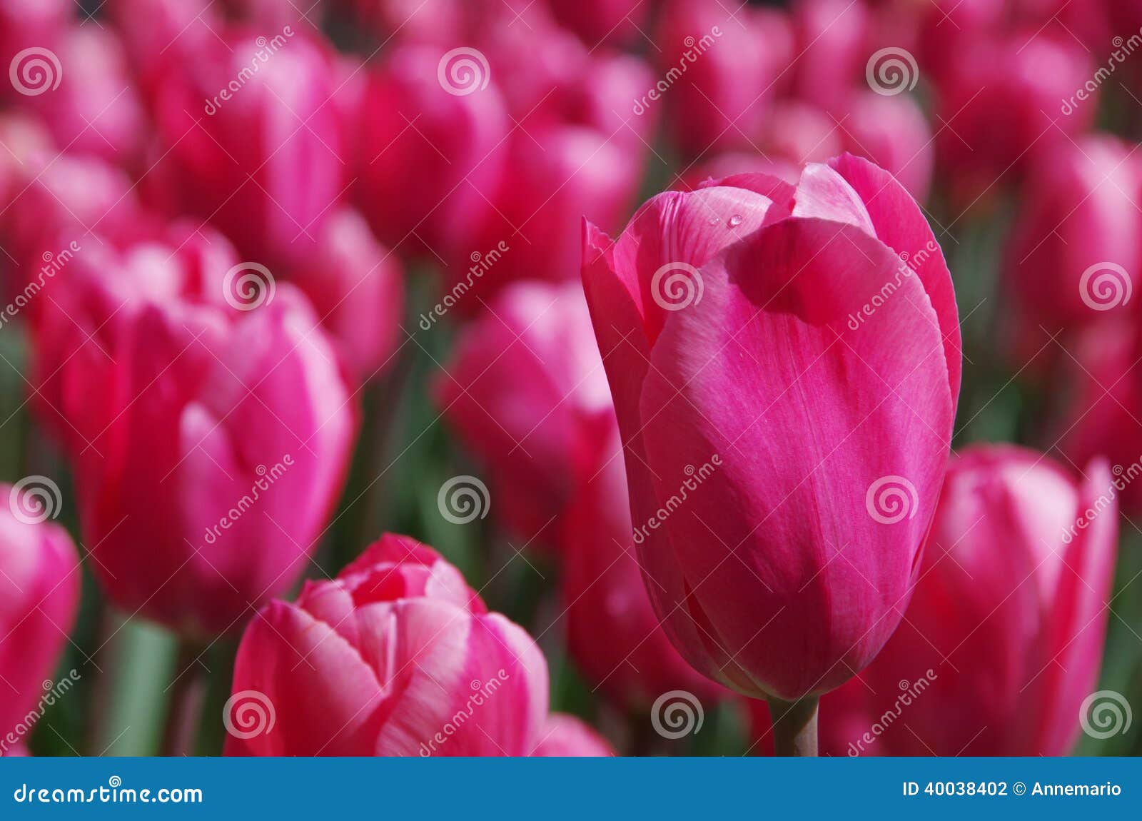 Tulips stock photo. Image of beautiful, dutch, flower - 40038402