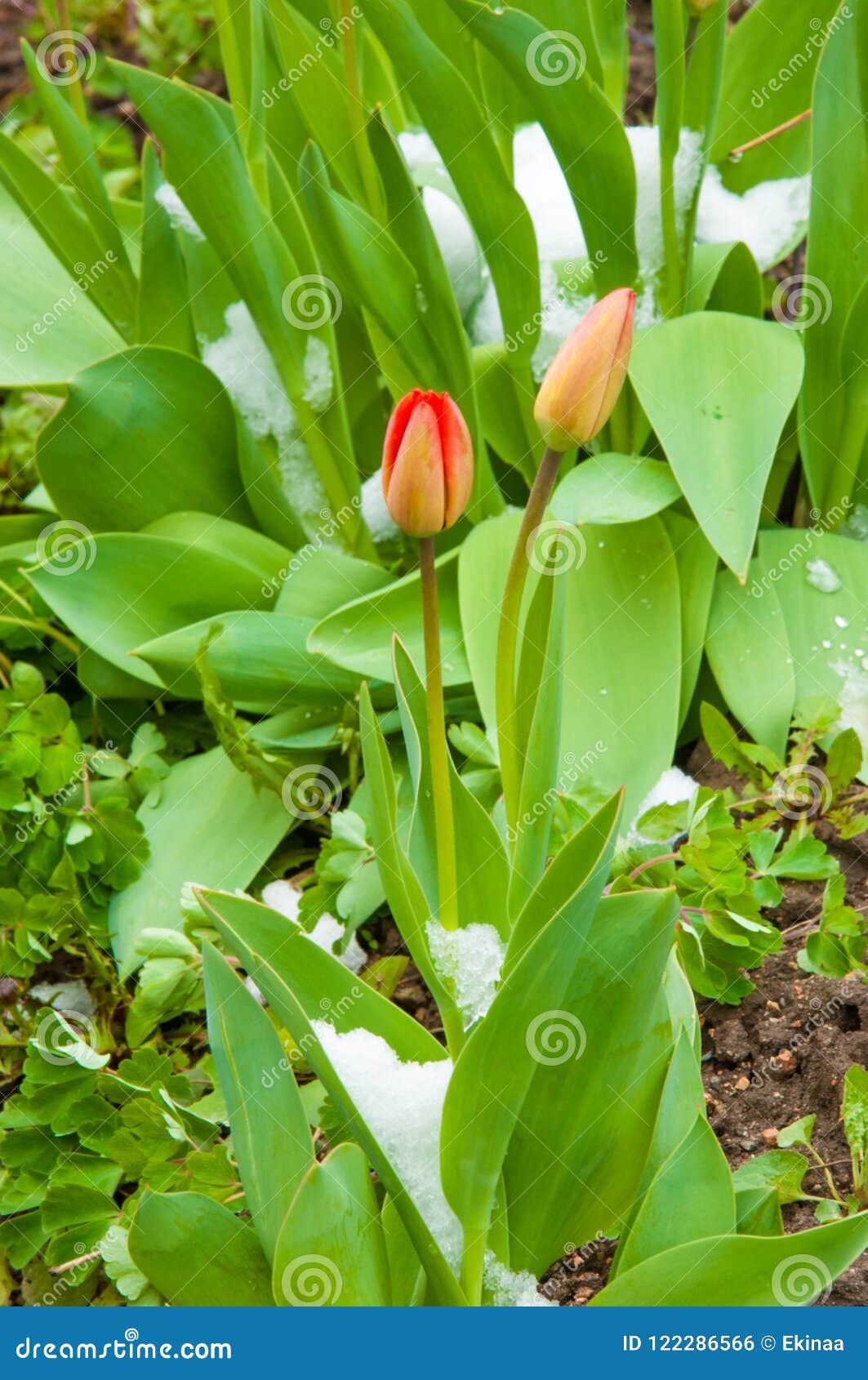 Tulips snow stock photo. Image of flora, march, ground - 122286566