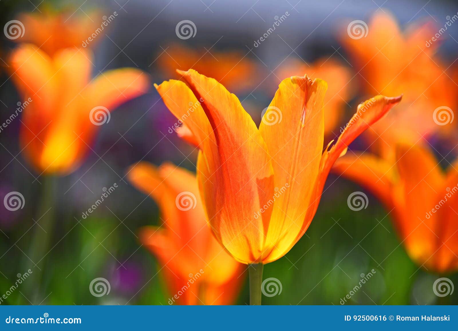 Tulips in Bloom stock photo. Image of bloom, detroit - 92500616