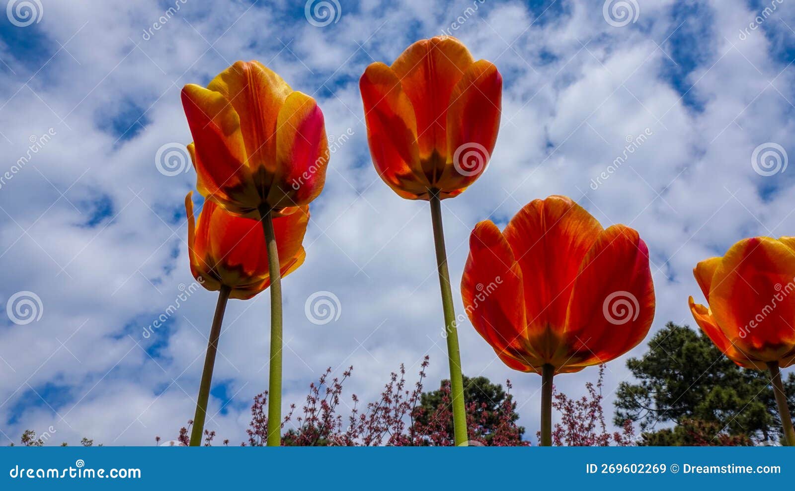 Tulips Bloom in Spring in the Botanical Garden, Bottom Up View Stock ...